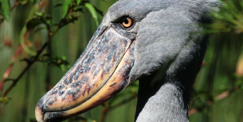 Bird Image Classification using Convolutional Neural Network | Hao Zhou